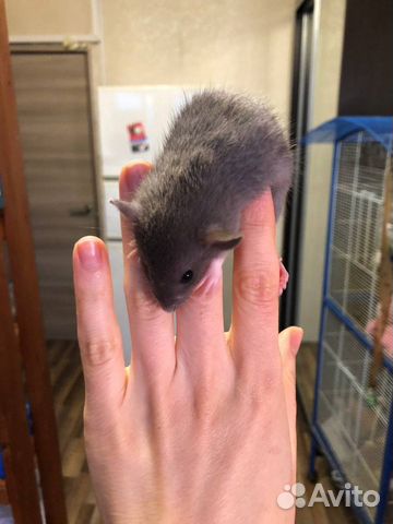 Крысята великолепные