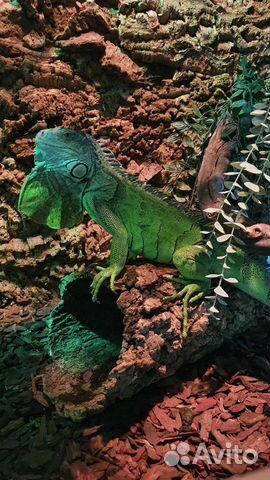 Ящерица с террариумом
