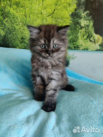 Британские котята