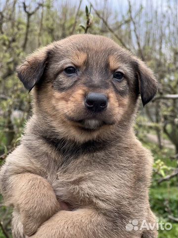 Щеночек 1 месяц ищет семью