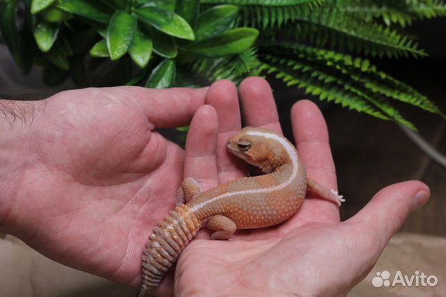 Гемитеконикс геккон