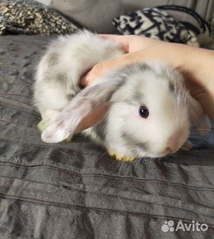 Декоративный вислоухий крольчонок