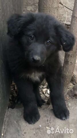 Красивейший щенок в Добрые руки