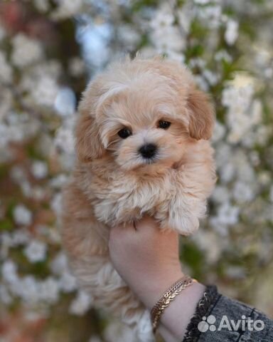 Мини мальтипу