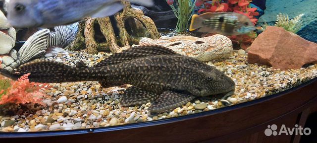 Аквариумные рыбки отдам бесплатно