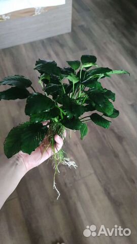 Аквариумные растения