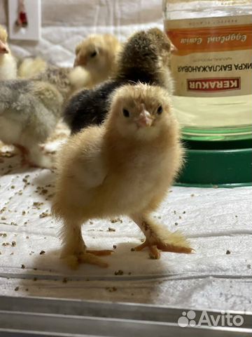 Цыплята суточные