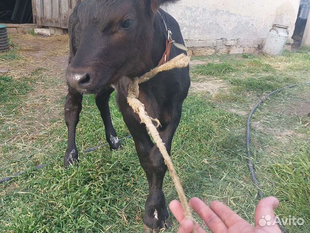 Телочка 1 месяц