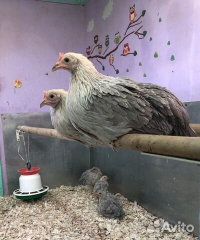 Легорн изабелла