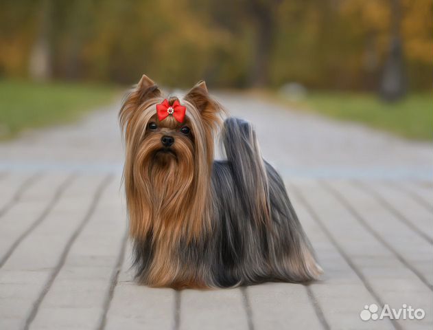 Вязка. Мини кавалер. Опытный. Вяжет всех. Яркий