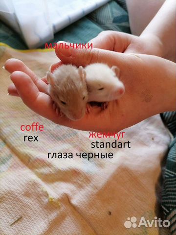 Декоративная крыса