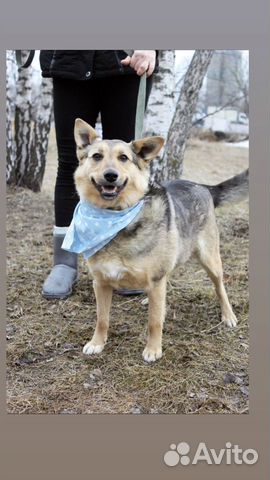 Собака в добрые руки