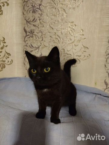 Шоколадная красотка в поисках счастья