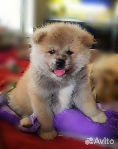 Великолепный щенок акита-ину Осуро (Osuro)