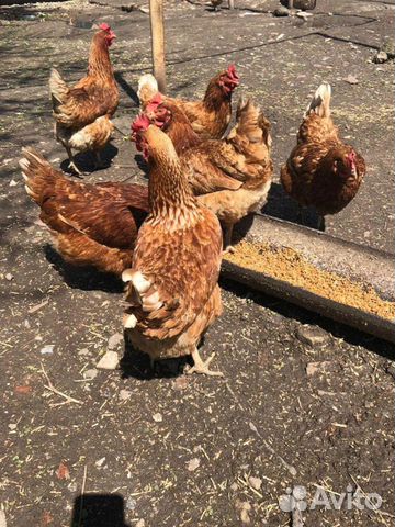 Куры молодки несушки