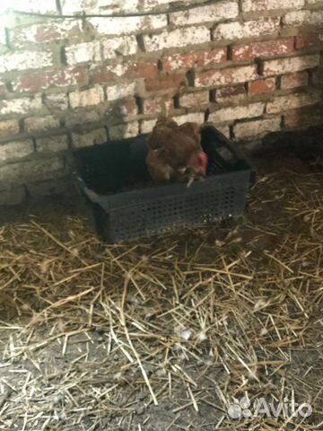 Куры несушки молодки
