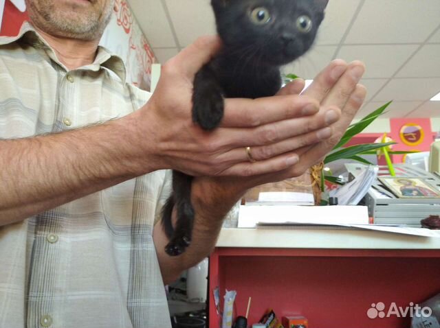 Котенок черный мальчик 1,5мес