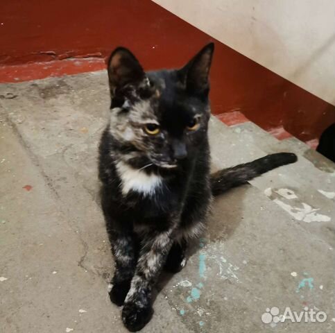 Кошка