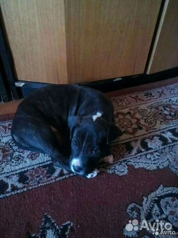 Щенки стаффорда