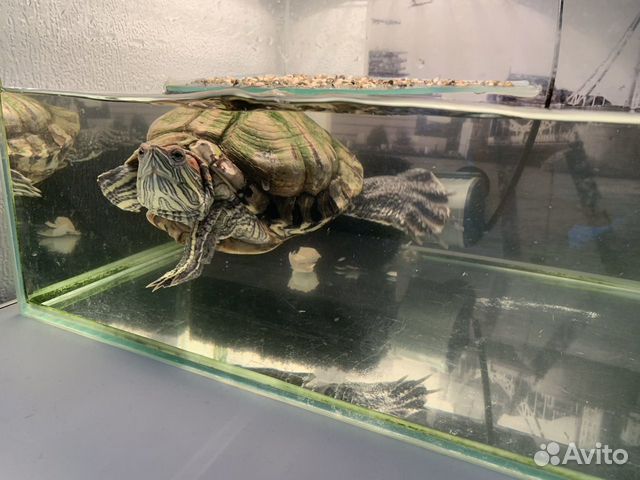 Красноухая черепаха с аквариумом