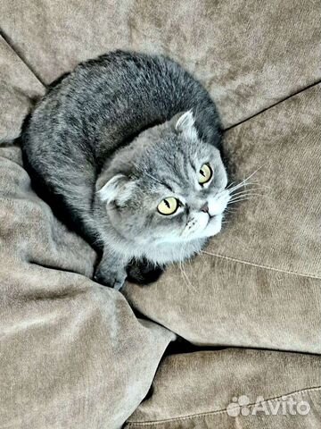 Люси-вислоушка ищет дом