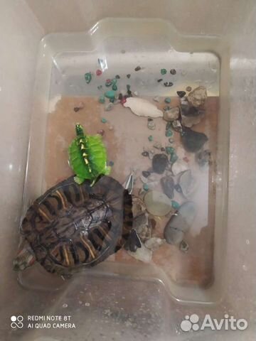 Красноухая черепаха