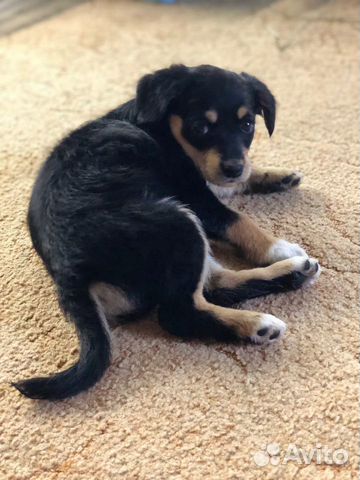 Девочка припевочка