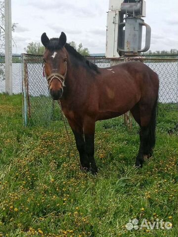 Лошадь жеребец