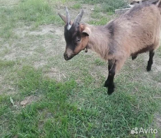 Чешский козел