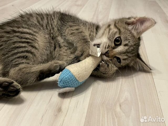 Котята метисы