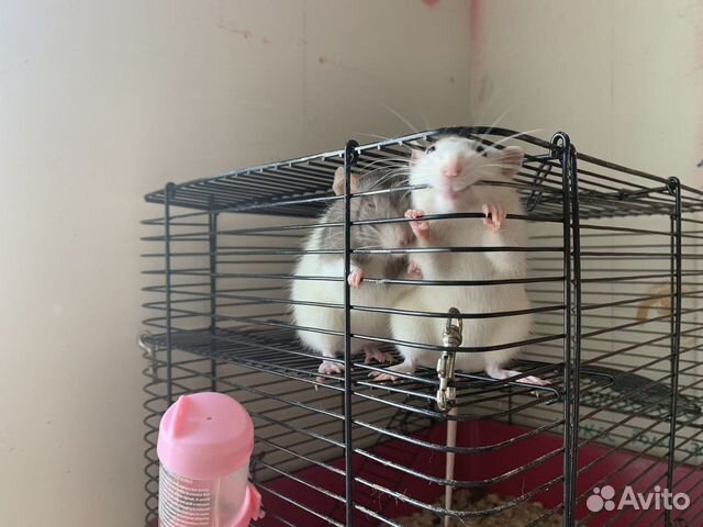 Крыски с клеткой