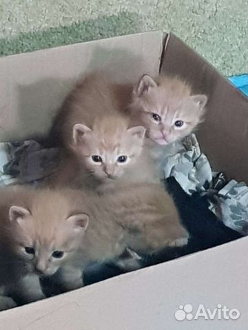 Солнечные мальчишки