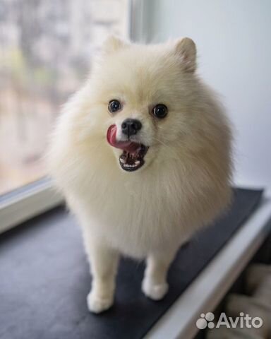 Померанский шпиц вязка