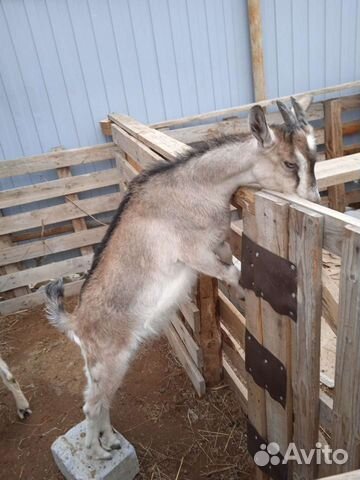 Альпийская козочка