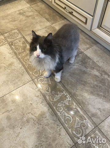 Котик
