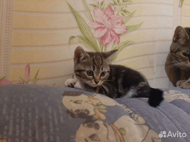 Шотландкий Мальчик. Скотиж страйд