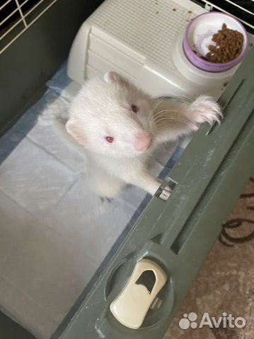 Хорек альбинос с клеткой