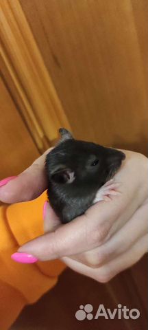 Декоративная крыса