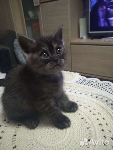 Британский котенок