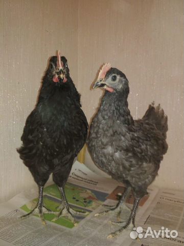 Цыпленок Австролорп