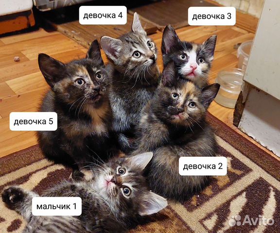 Котята в добрые руки