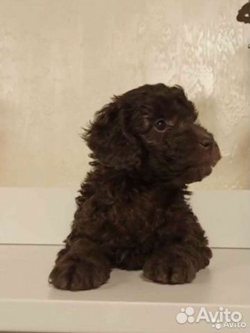 Пуделята горький шоколад РКФ