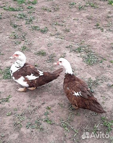 Индоутки муларды шоколад