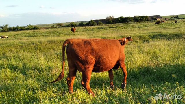 Коровы телки стельные