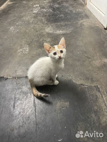 Маленькая мурочка ищет себе заботливых хозяев