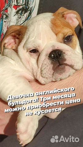 Английский бульдог