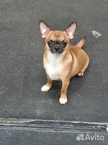 Компаньоны-мальЧишки