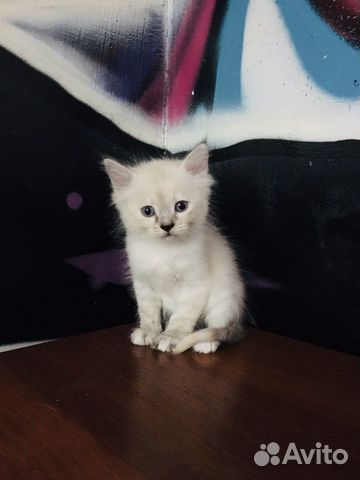 Котенок девочка (невская маскарадная)
