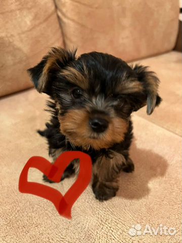 Йоркширский терьер мини