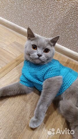 Британская кошка